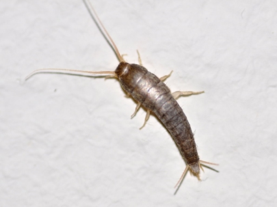 Why Do I Have Silverfish in My House and How Do I Get Rid of Them?
