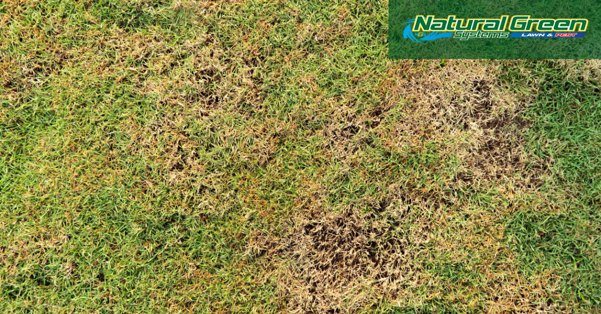 Protecting Your Yard from Ascochyta Leaf Blight Disease