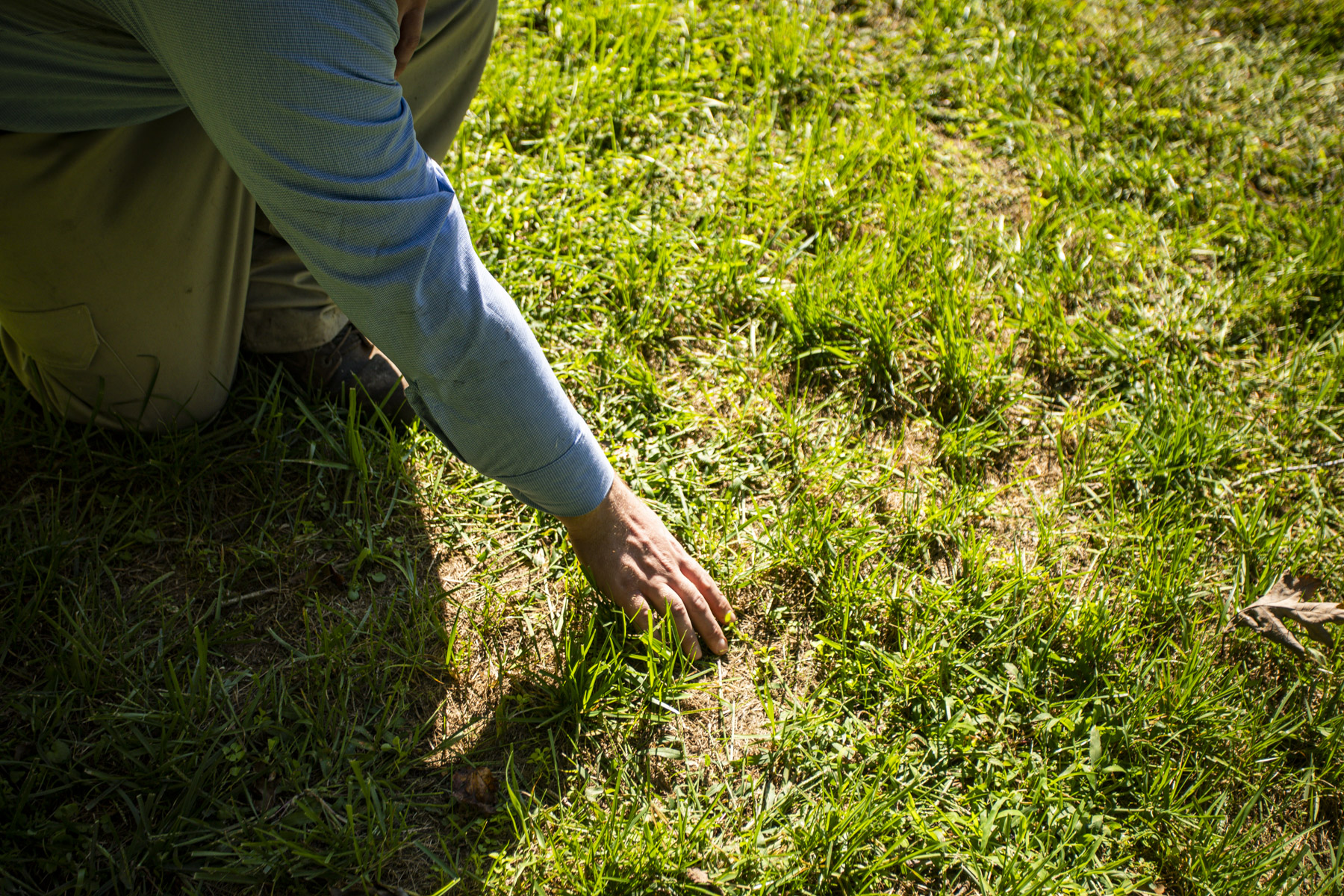 How to Identify and Treat Common Lawn Diseases in Maryland