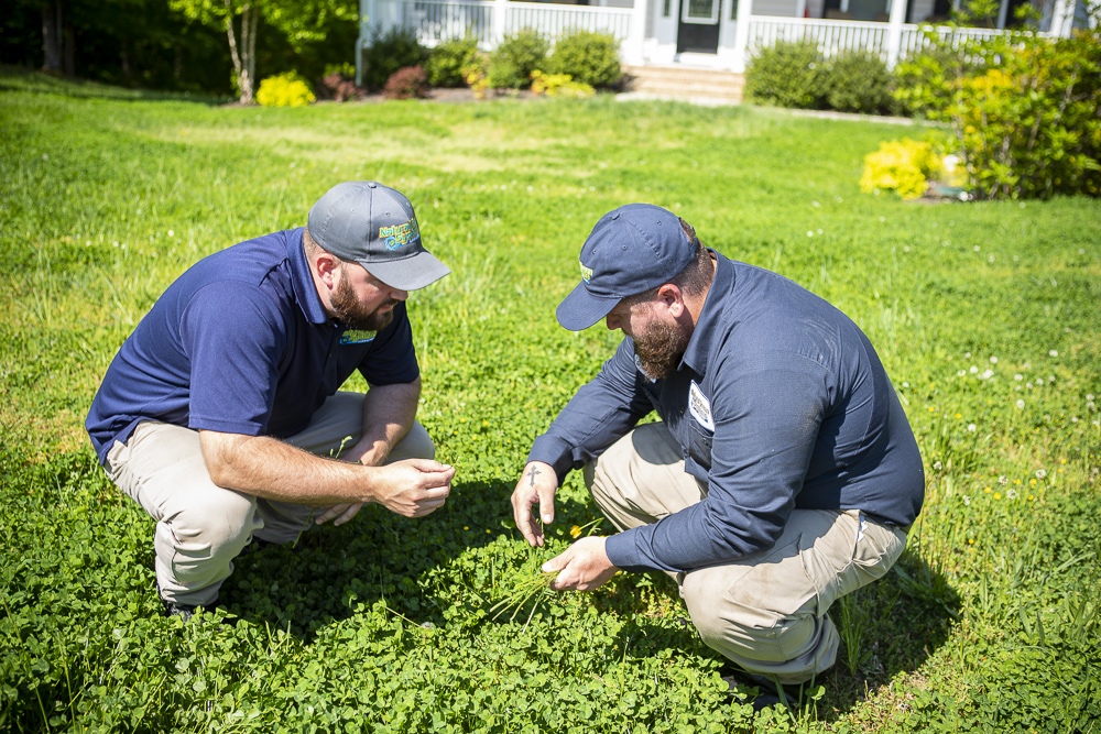 How to Get Rid of Wild Violet Weeds in Your Maryland Lawn