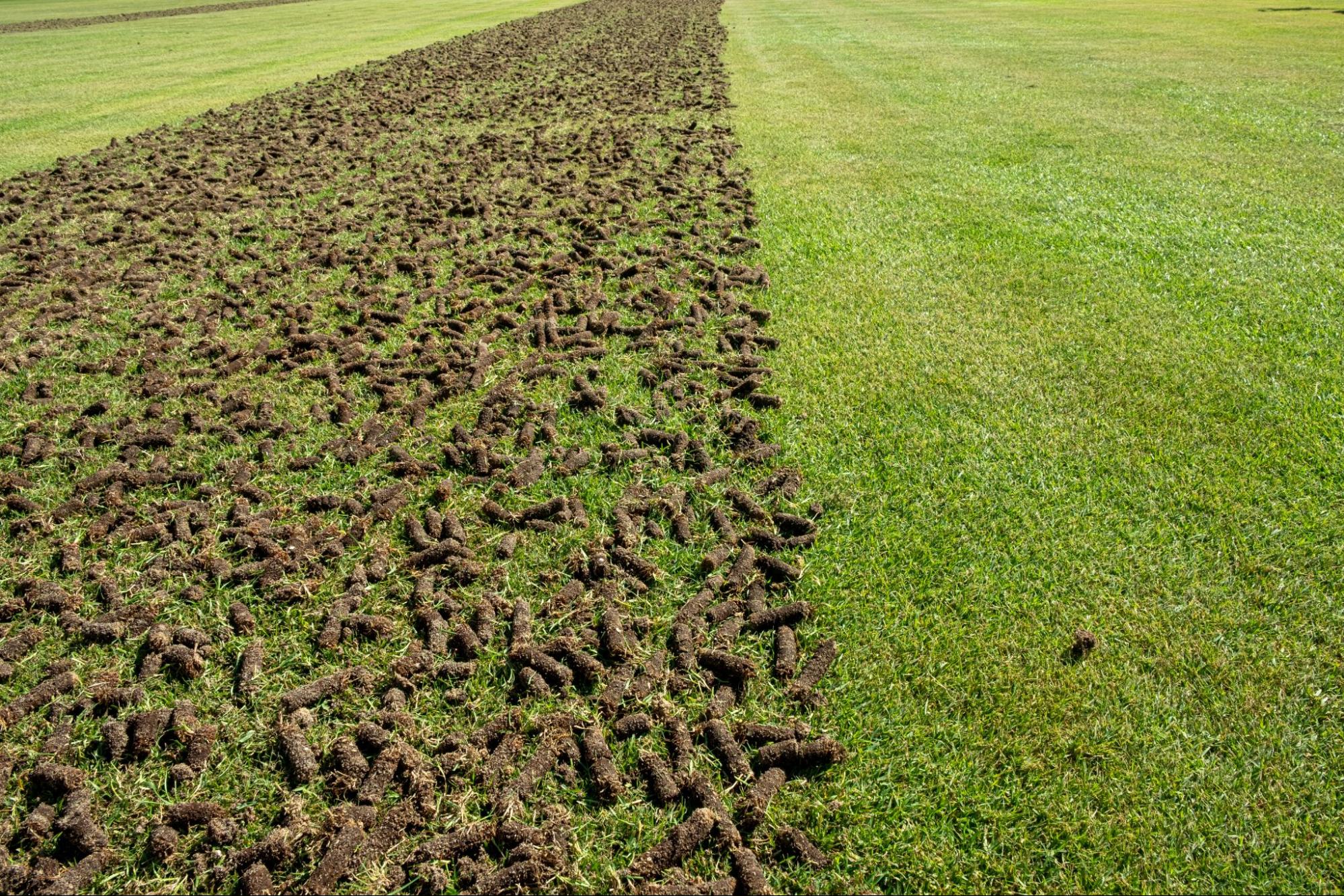 8 Signs Your Lawn Needs Aeration