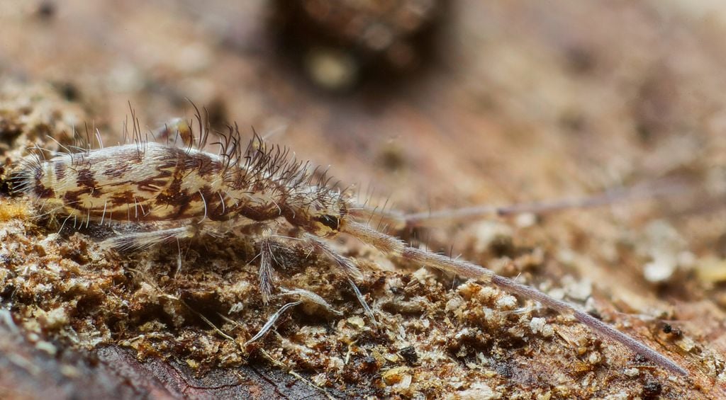 How to Identify and Get Rid of Springtails in Your Maryland Home