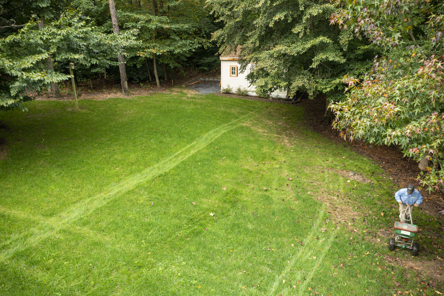 Overseeding 101: How to Achieve a Thick and Beautiful Lawn in the Fall