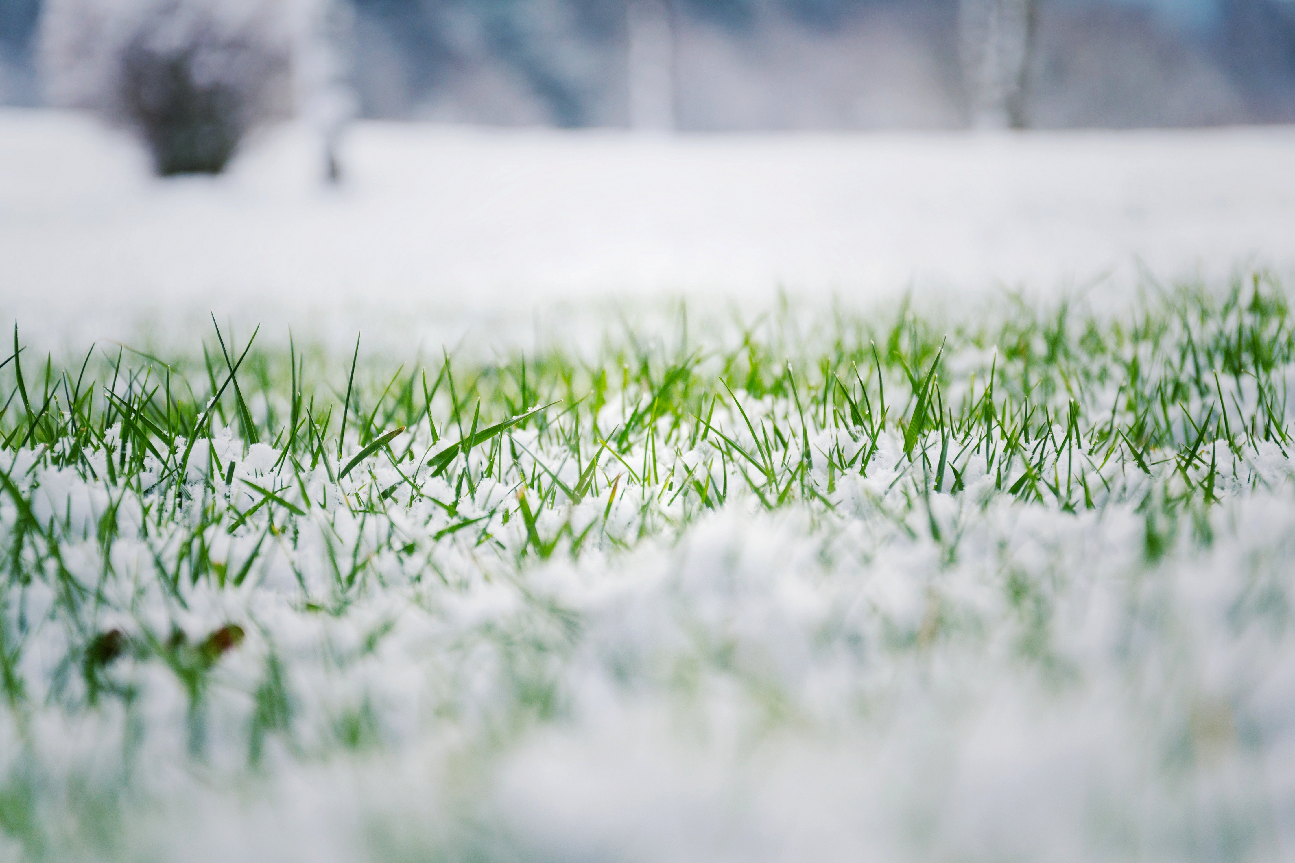 Preparing Your Lawn for Winter Dormancy